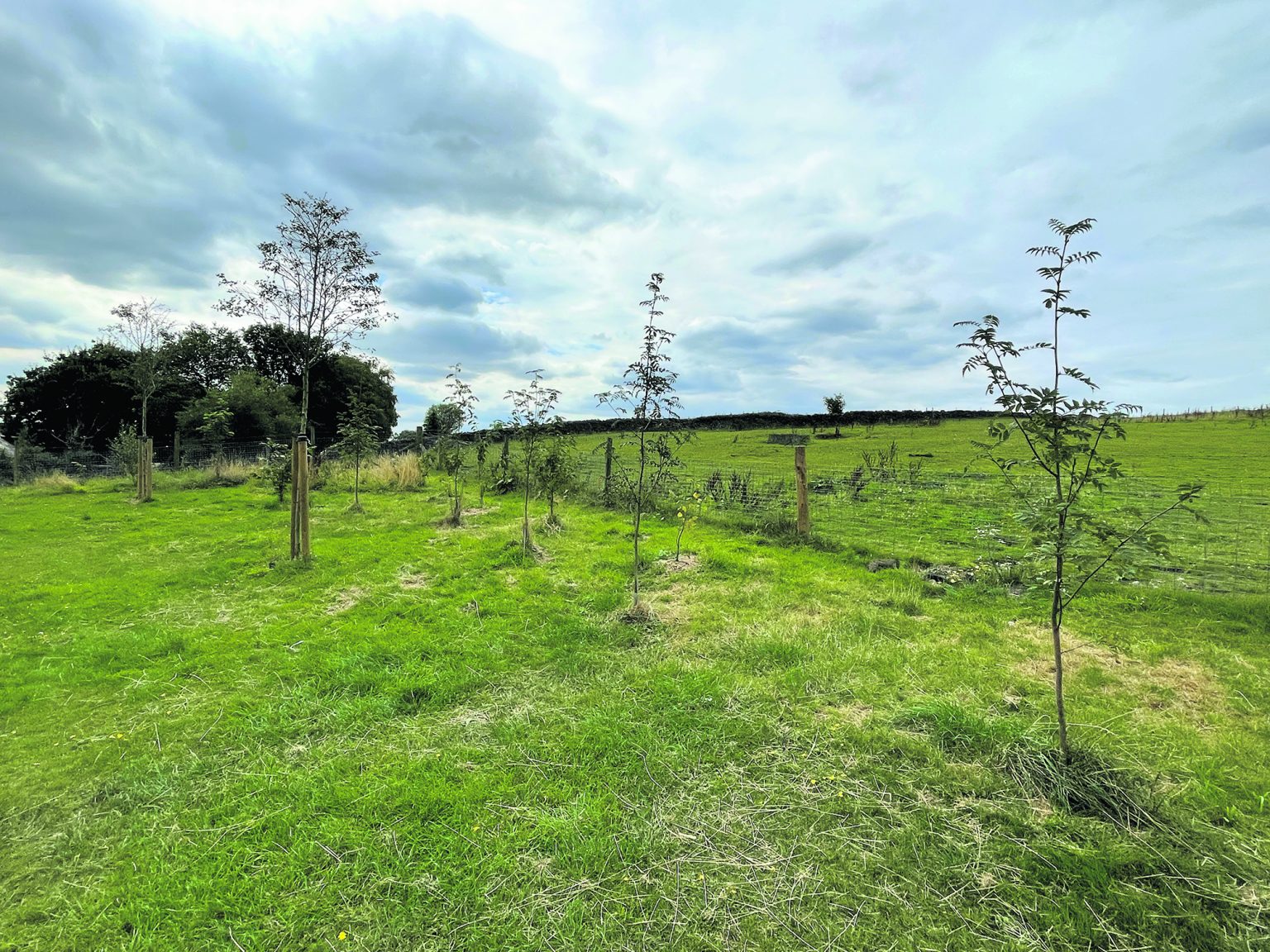 ‘Tree-mendous’ job at Dawson’s Field - Saddleworth Independent