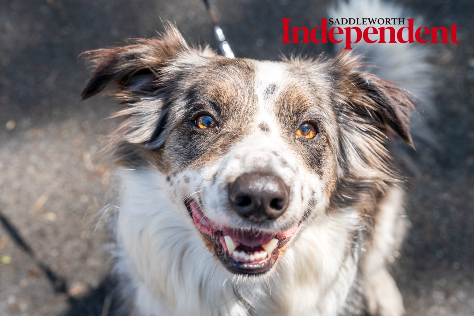 Fun, fancy dress and more at Cavallo Coffee Box’s Charity Dog Show ...